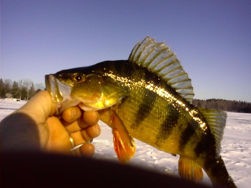 Seneca Perch - Finger Lakes Discussion - Lake Ontario United - Lake ...